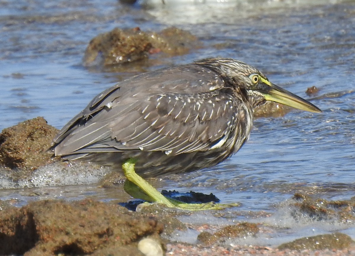 eBird Checklist - 19 Nov 2022 - Nabq Protected Area - 26 species