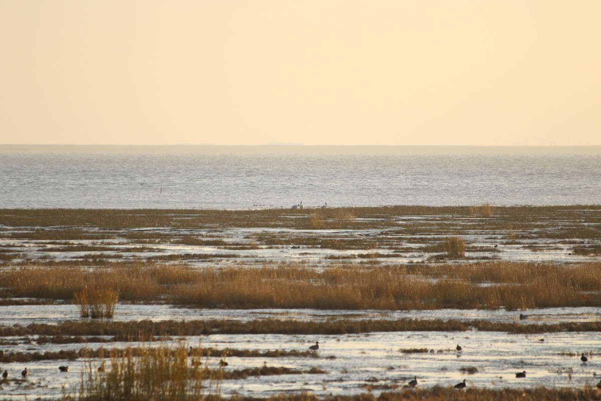 eBird Checklist - 20 Jan 2022 - 横沙东滩 (Hengsha Dongtan) - 29 species