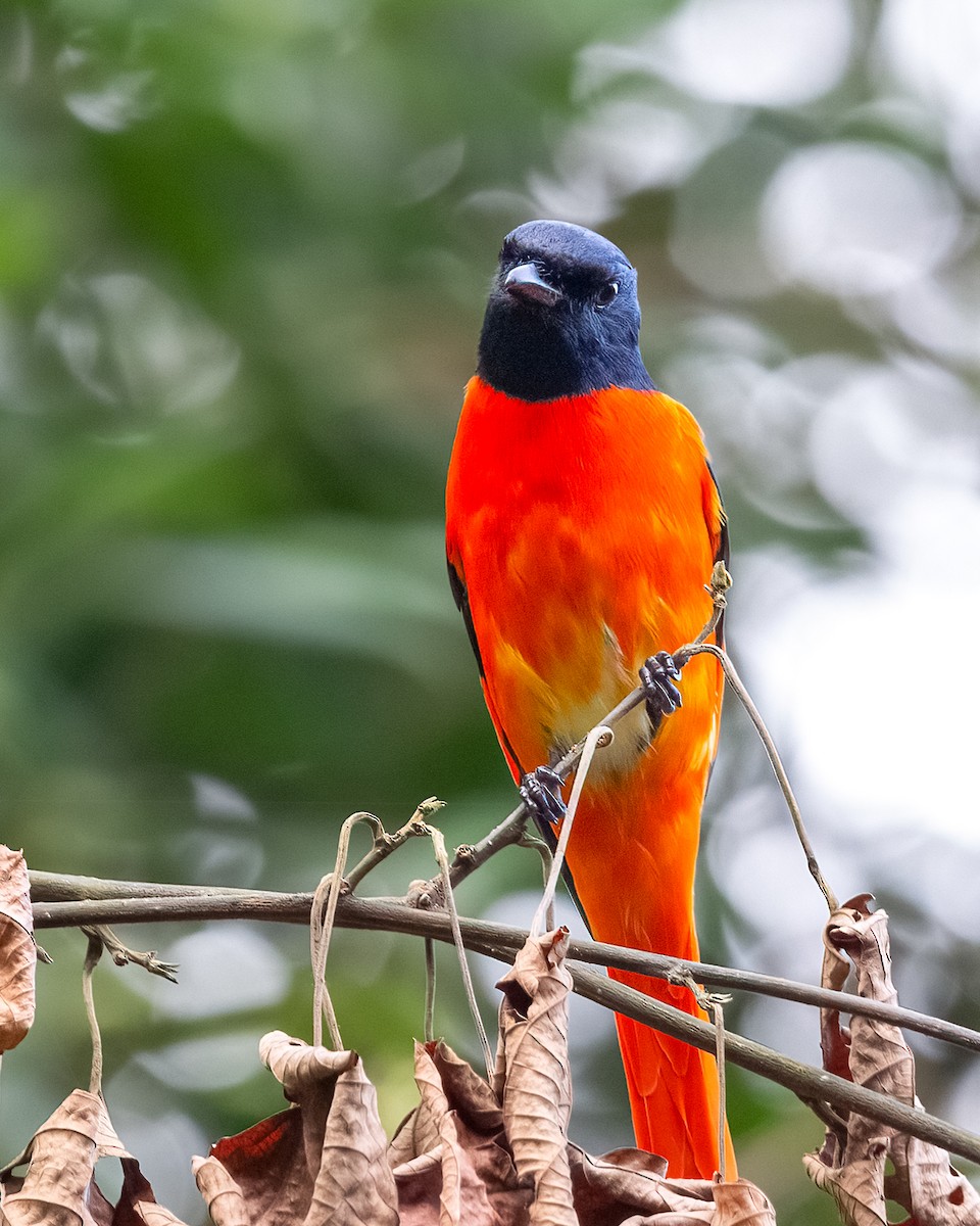 eBird Checklist - 28 Nov 2022 - Tai Po Kau Nature Reserve - 17 species