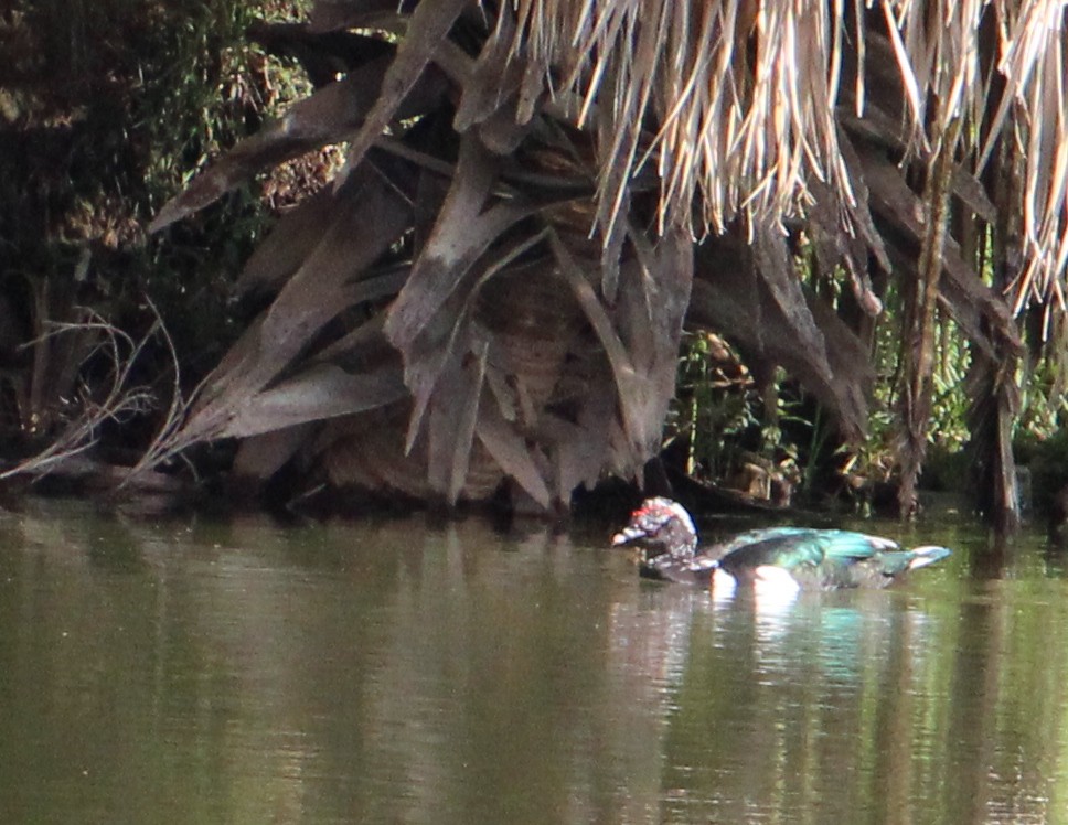 eBird Checklist - 26 Nov 2022 - Univ. of Texas, RGV (Brownsville ...