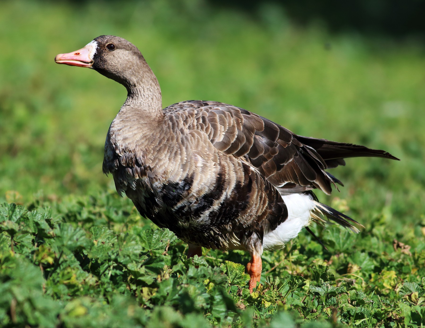 Greater White-fronted Goose (Western) - eBird