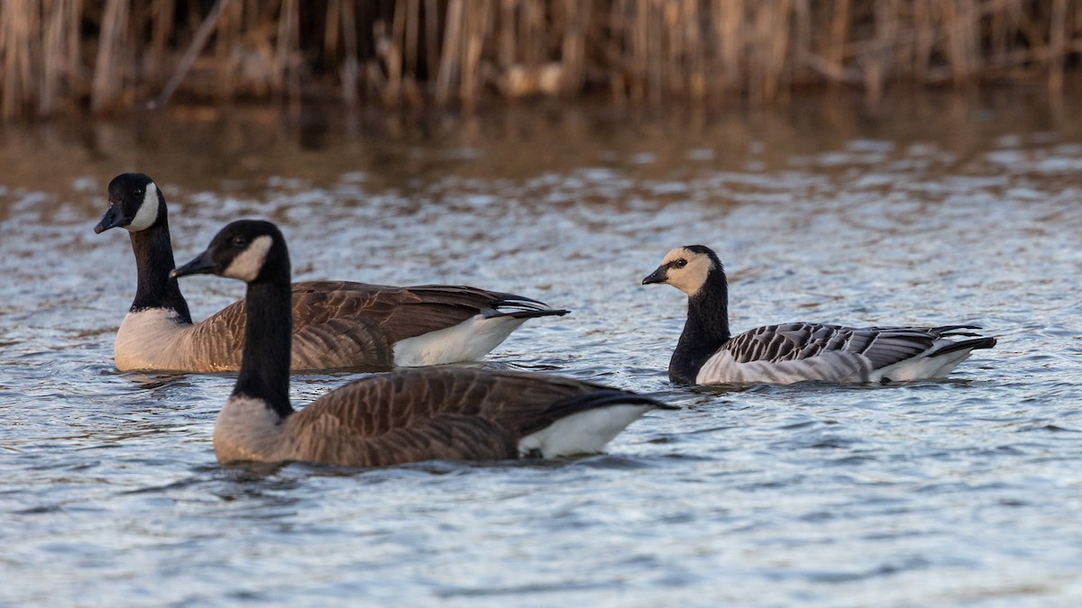 eBird Checklist - 28 Nov 2022 - Lewis Lake Park, Winthrop - 1 species