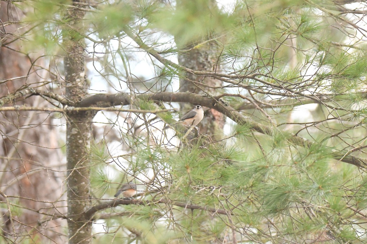 eBird Checklist - 27 Nov 2022 - 21705 Pine Beach Dr, Skanee US-MI 46. ...