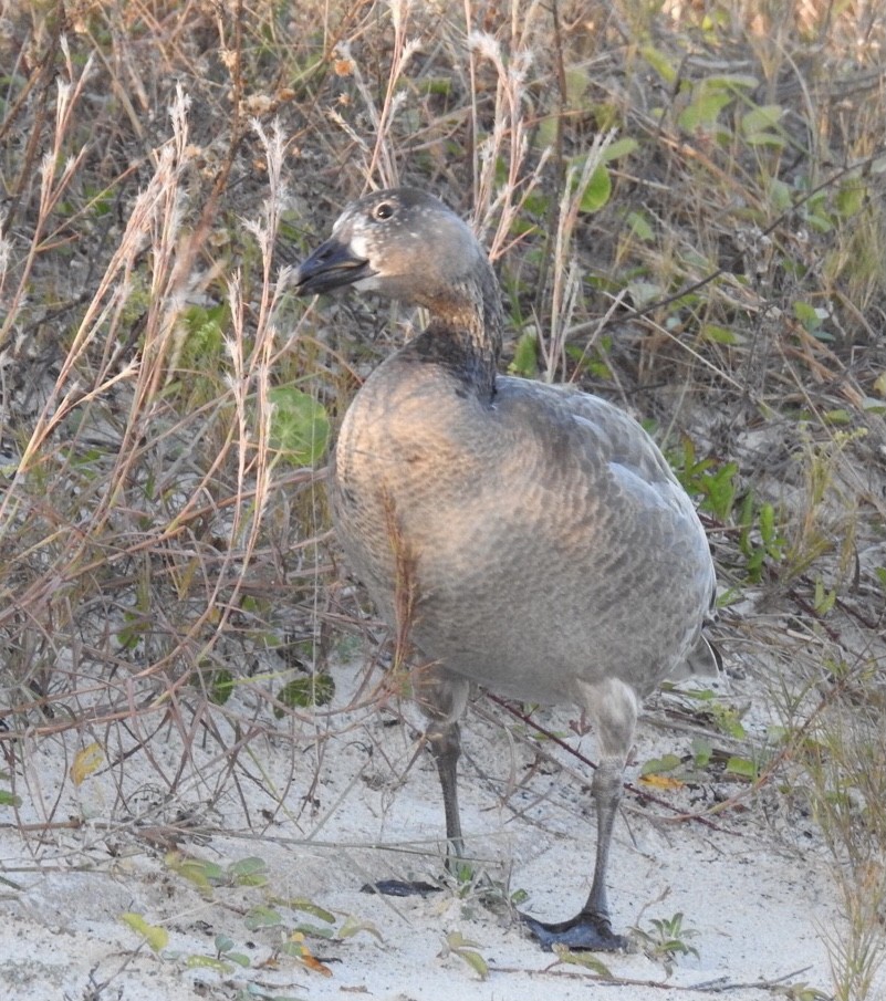 eBird Checklist - 28 Nov 2022 - Dr. Julian G. Bruce St. George Island ...