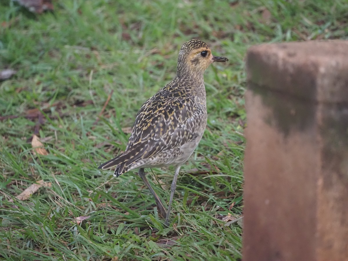 eBird Checklist - 27 Nov 2022 - ʻAiea Loop Trail and Keaīwa Heiau SP ...