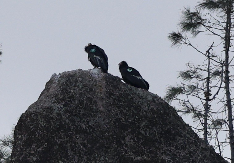 eBird Checklist - 28 Nov 2022 - Pinnacles NP - 24 species