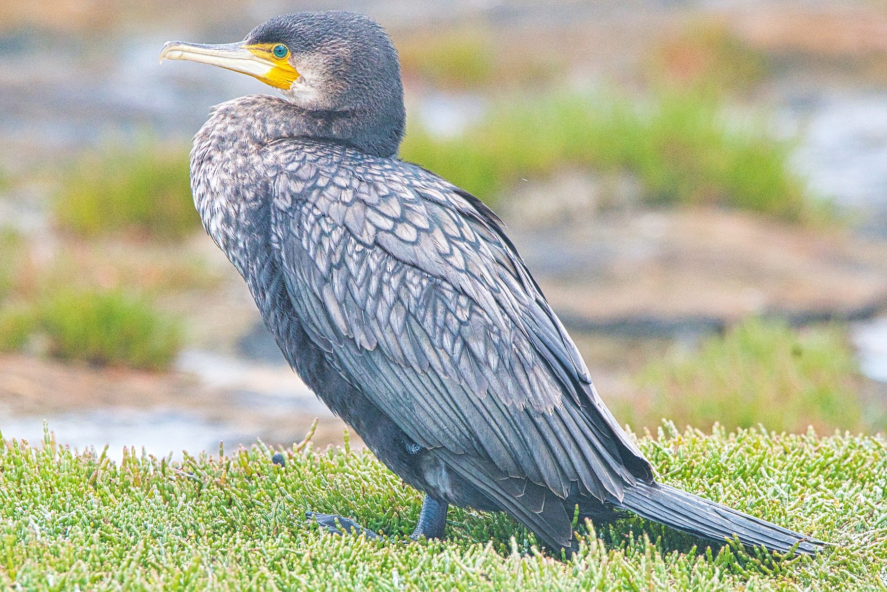 Great Cormorant (Australasian) - eBird