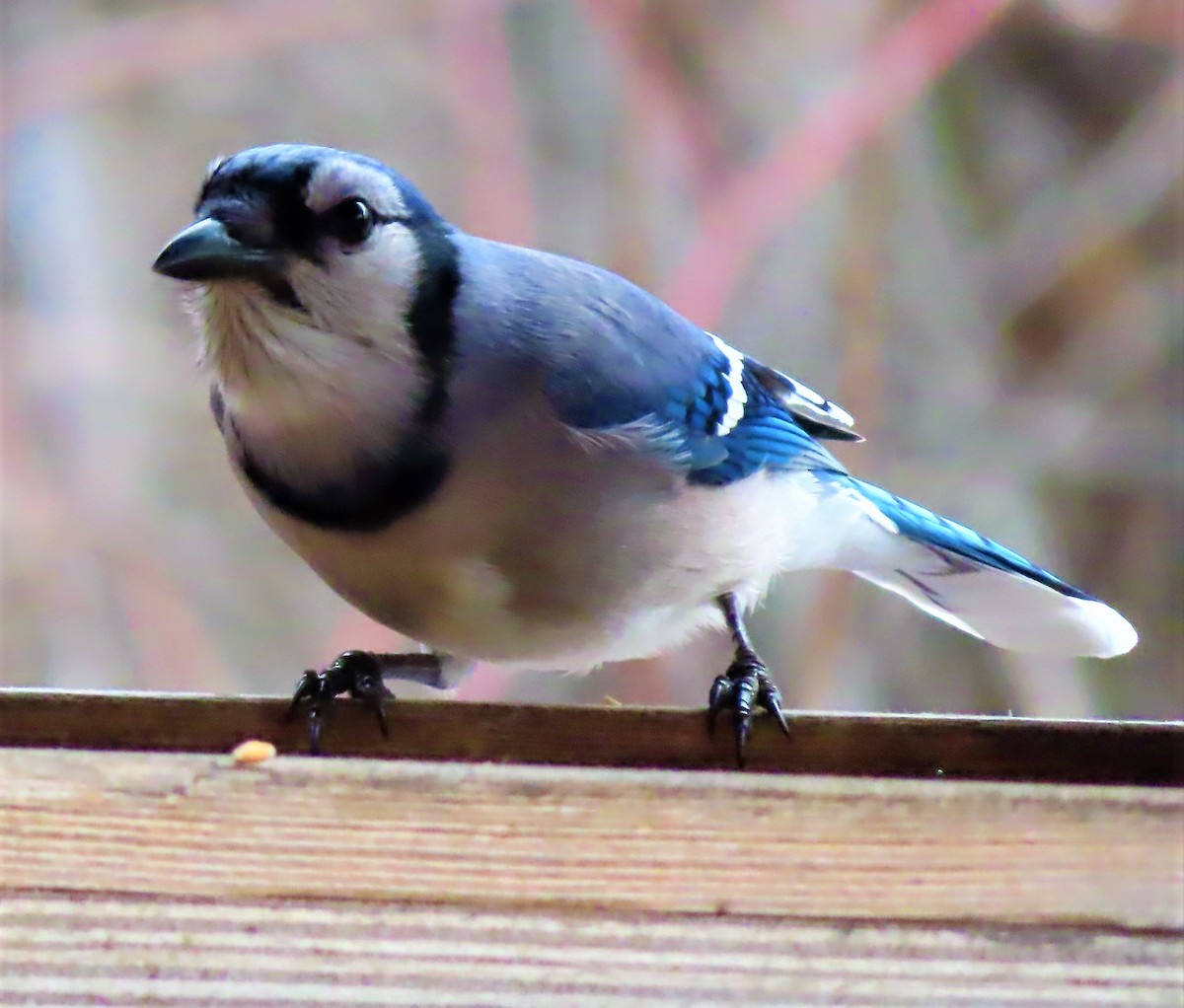 eBird Québec Checklist - 26 Nov 2022 - Technoparc Mtl--Site général ...