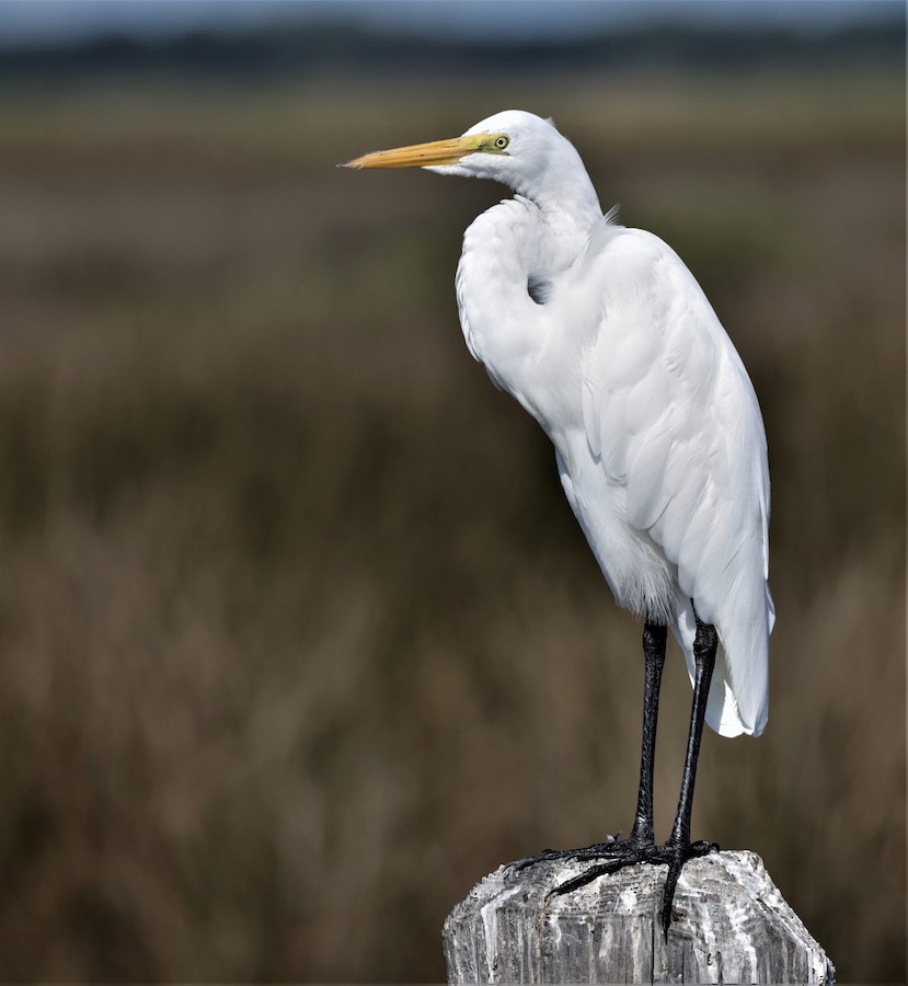 Great Egret (American) - eBird