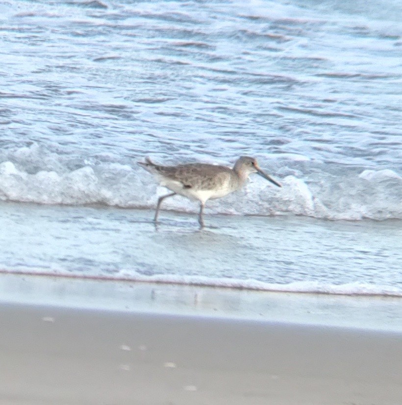 eBird Checklist - 27 Nov 2022 - Delray Beach - 22 species