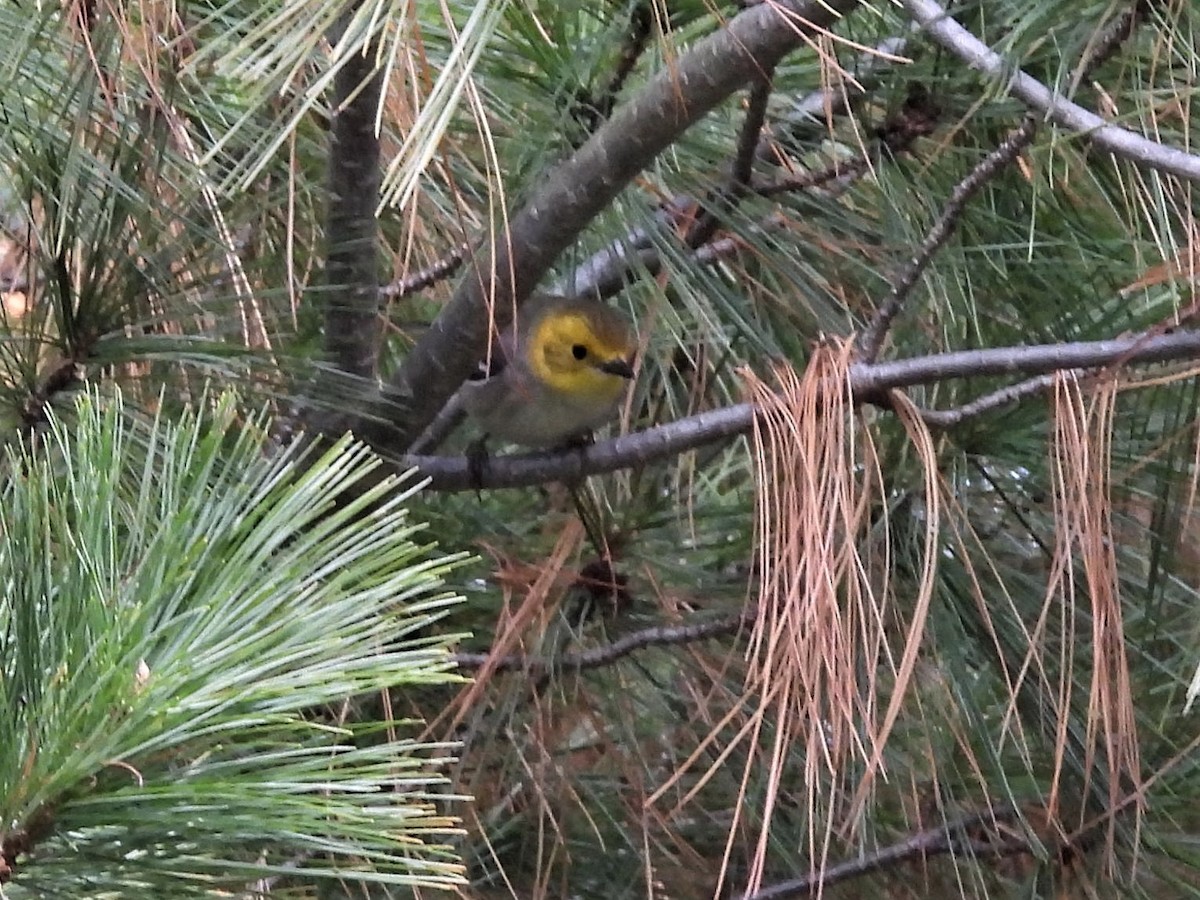 eBird Checklist - 29 Nov 2022 - stakeout Hermit Warbler, Cherry Tree Rd., Aston (2022) - 9 species