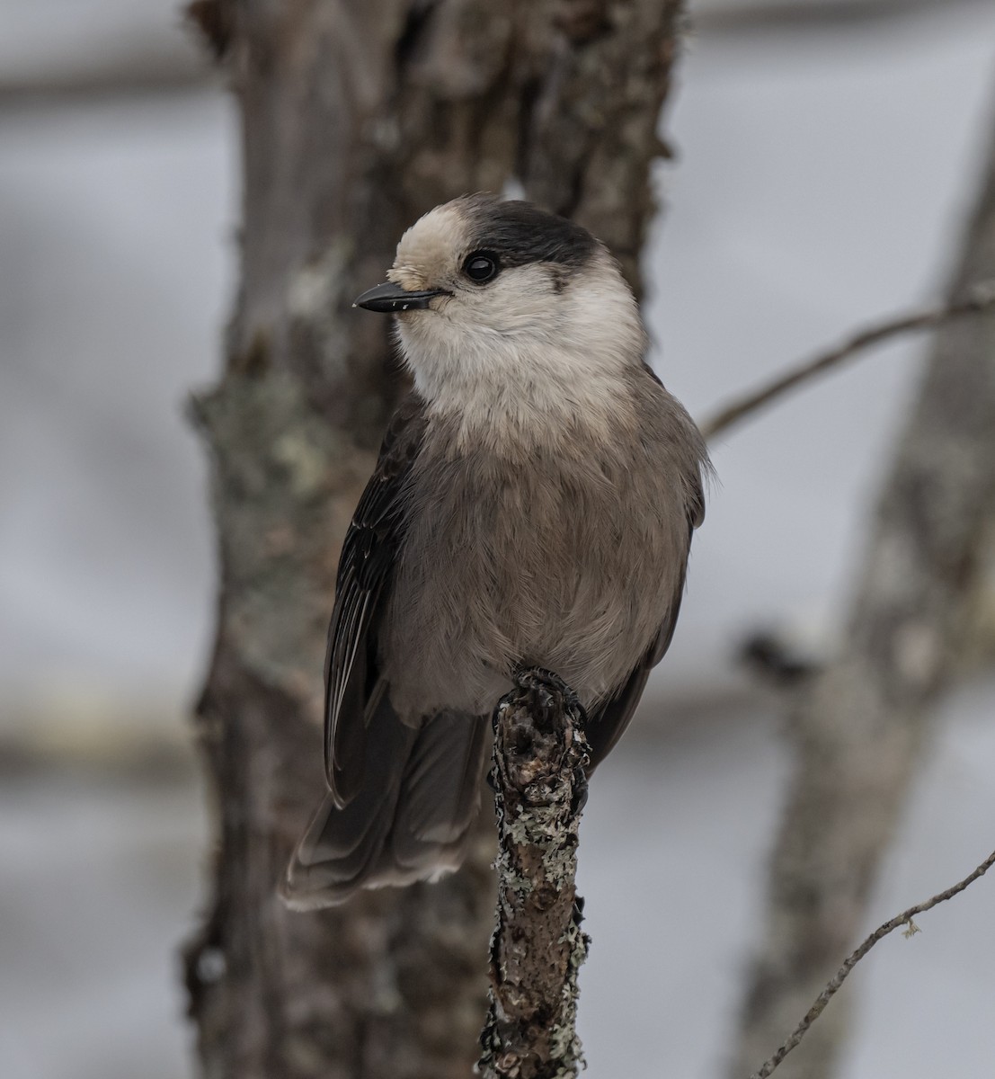 Vermont eBird Checklist - 29 Nov 2022 - Moose Bog, Wenlock WMA - 10 species