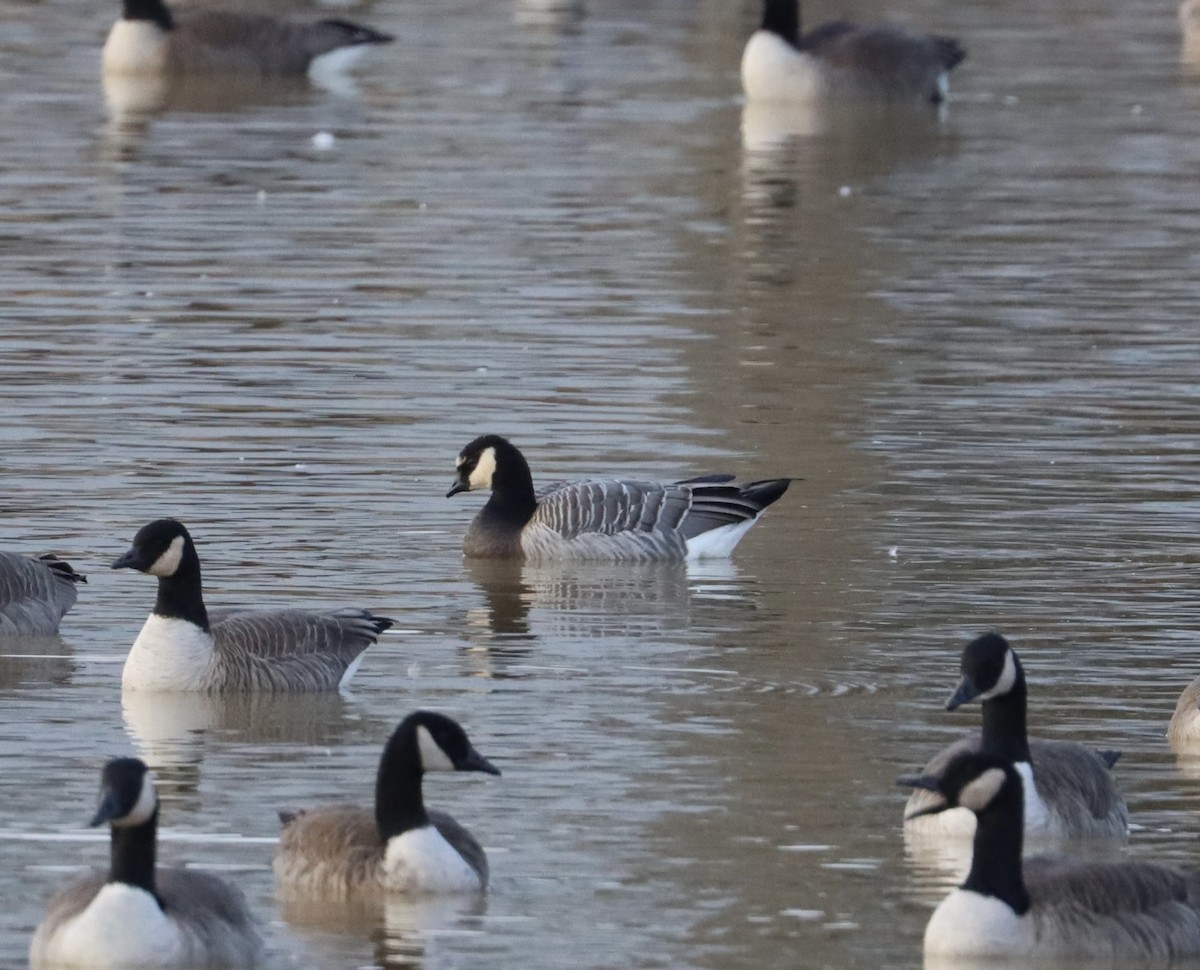 eBird Checklist - 29 Nov 2022 - Alburtis Rd. Retention Ponds - 19 ...