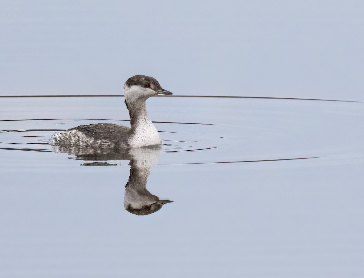 eBird Checklist - 28 Nov 2022 - Peace Valley Park (IBA) - 15 species (+1 other taxa)