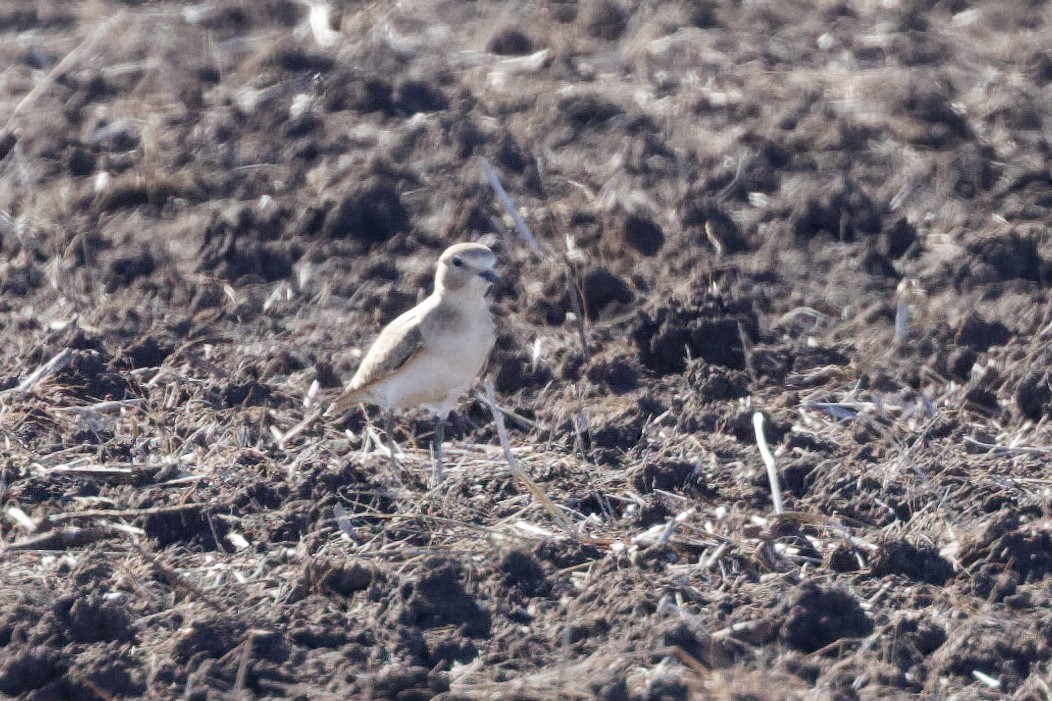 eBird Checklist - 27 Nov 2022 - Uvalde County-Knippa Farmlands CR101 ...