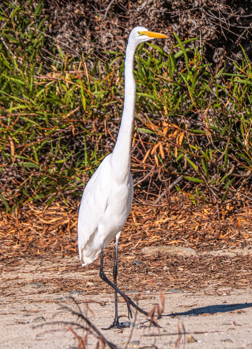 eBird Checklist - 20 Nov 2022 - Chrisanta Drive riparian (formerly La ...