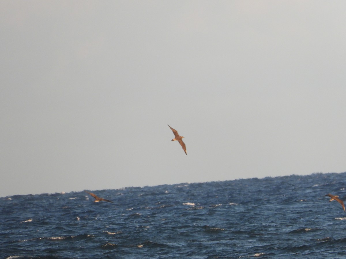 eBird Checklist - 29 Nov 2022 - Boynton Beach Inlet Park - 11 species