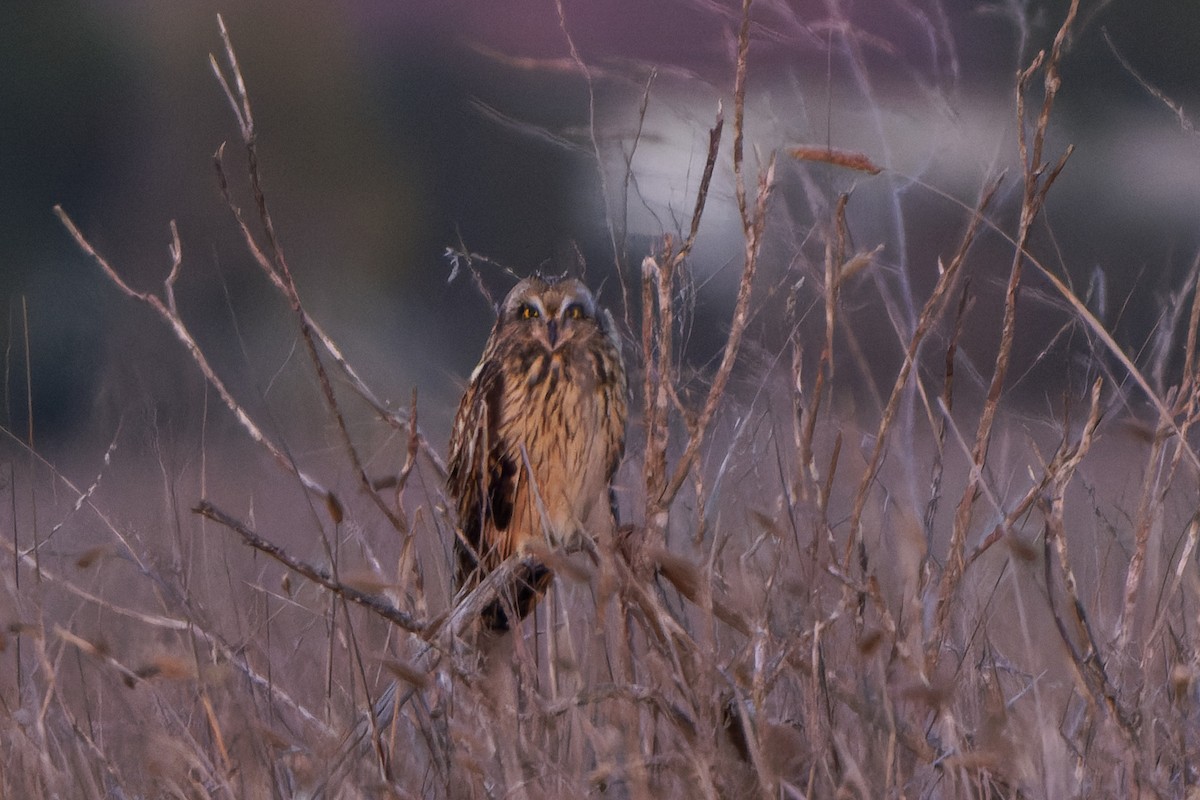 eBird Checklist - 29 Nov 2022 - More Mesa - 4 species