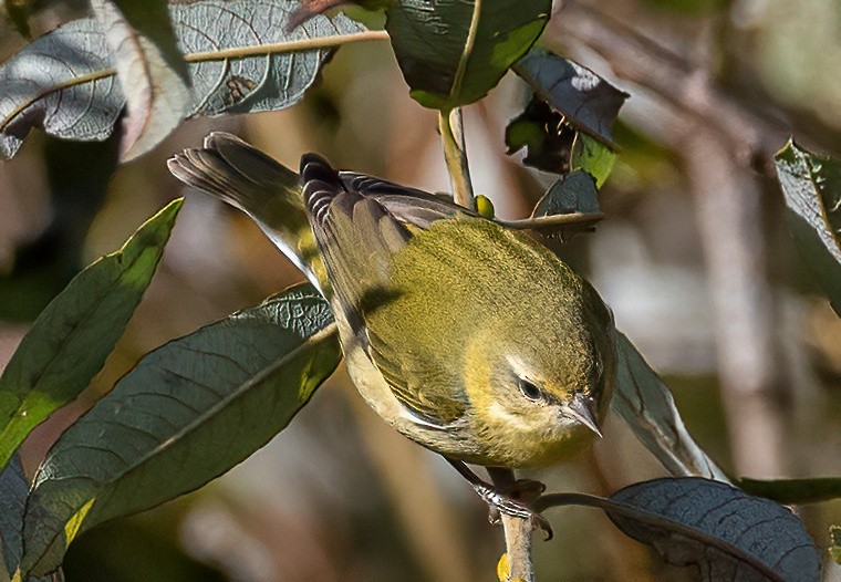 eBird Checklist - 29 Nov 2022 - Eureka waterfront--Bayshore Mall - 4 ...