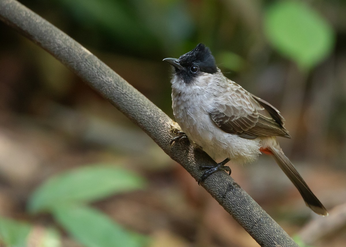 Red-vented x Sooty-headed Bulbul (hybrid) - eBird