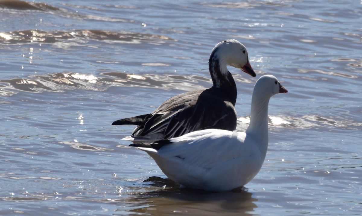 eBird Checklist - 27 Nov 2022 - Hagerman NWR - 34 species (+1 other taxa)
