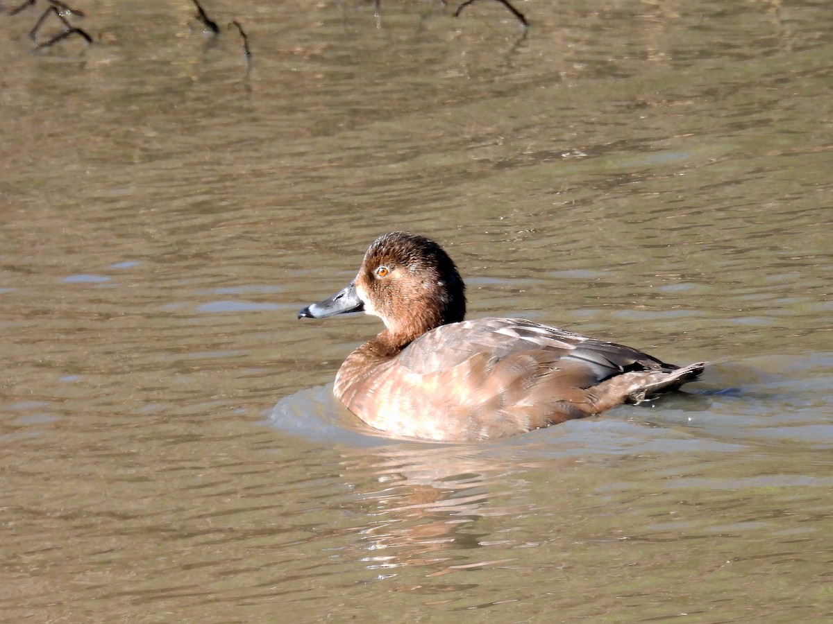 eBird Checklist - 20 Nov 2022 - Wayne National Forest--Newell Run Mouth ...