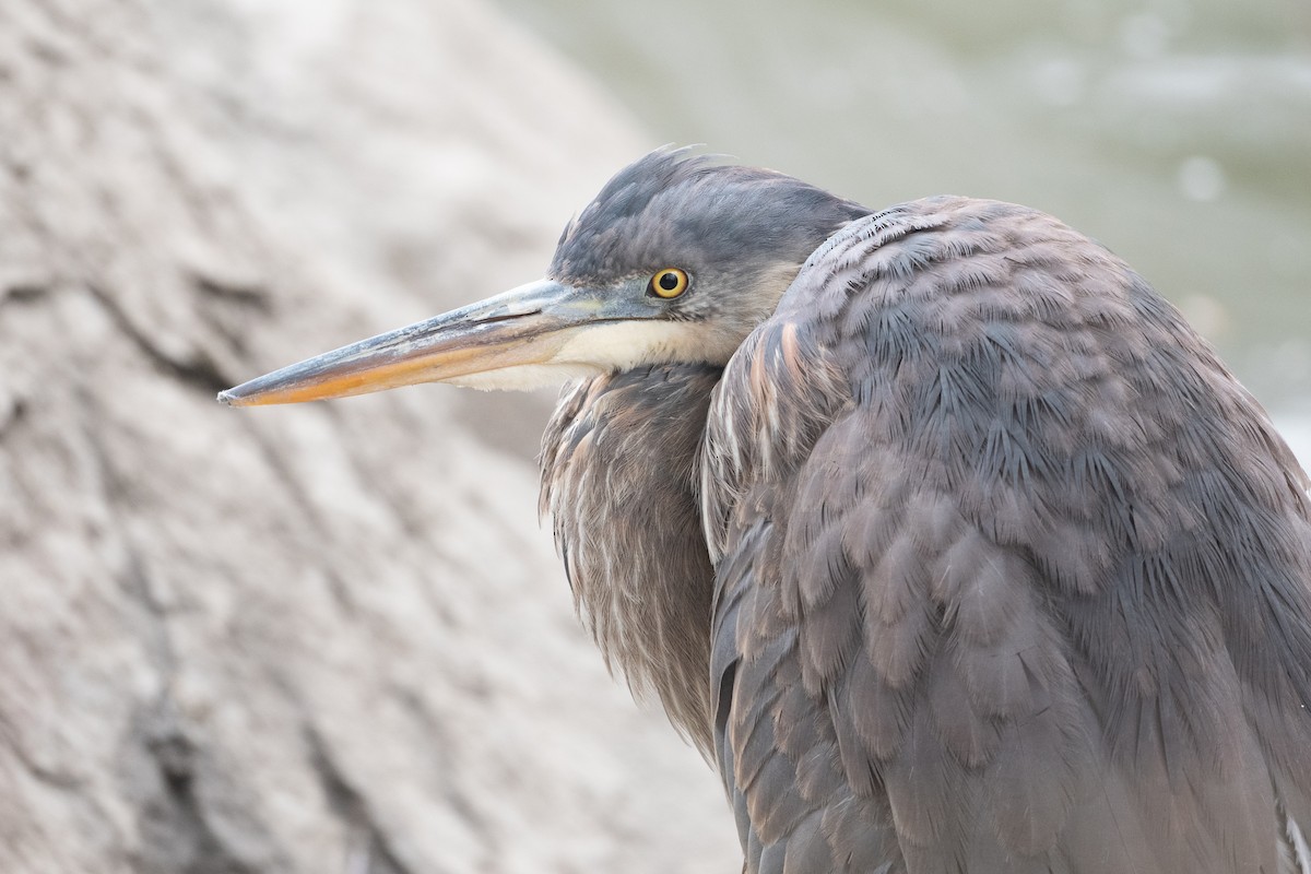 eBird Checklist - 30 Nov 2022 - Domaine de Maizerets - 12 species