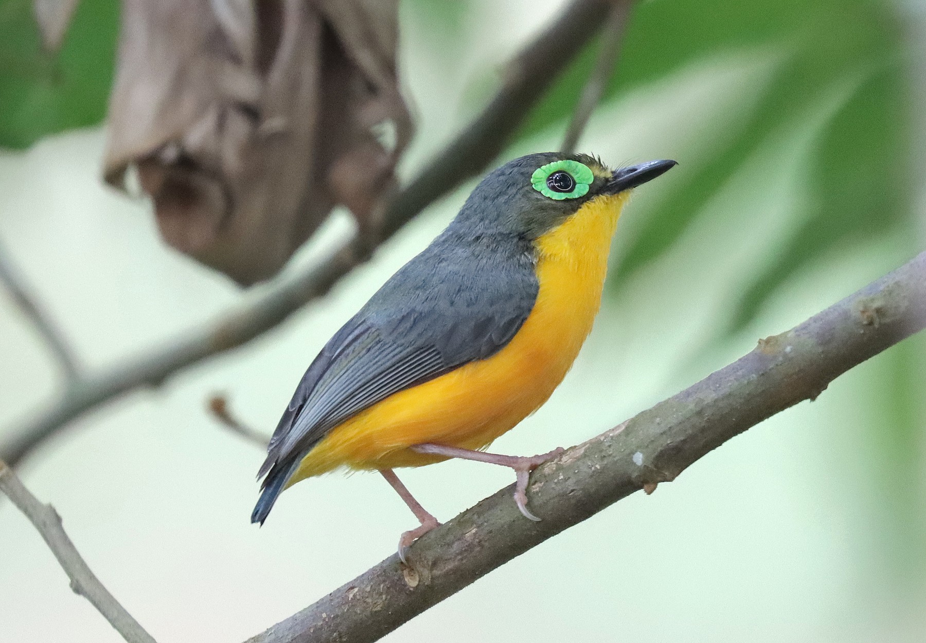 Yellow-bellied Wattle-eye (Angola) - eBird