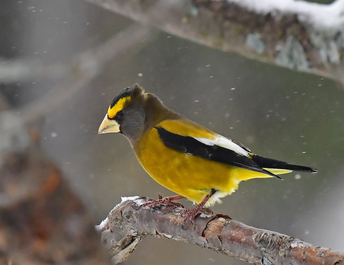 eBird Québec Checklist - 1 Dec 2022 - Lac Blouin - 6 species
