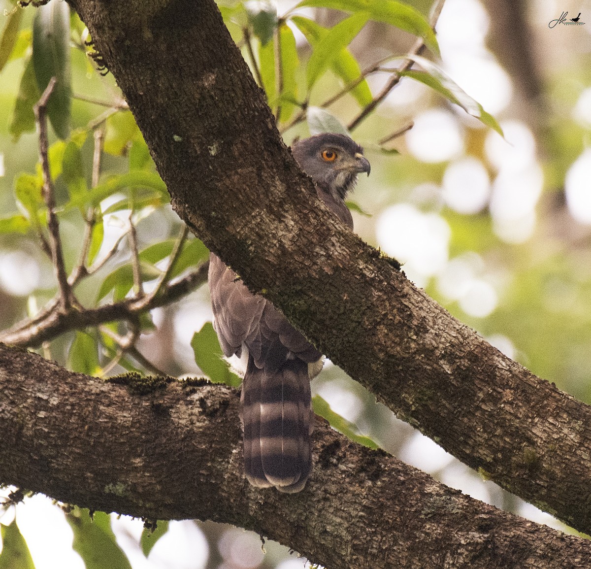 eBird India Checklist - 28 Oct 2022 - Wayanad Wild - 25 species
