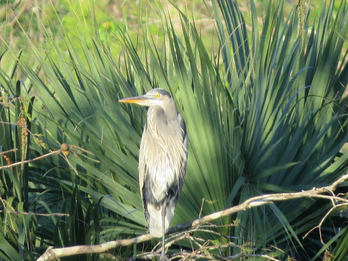 eBird Checklist - 1 Dec 2022 - Corkscrew Regional Ecosystem Watershed ...