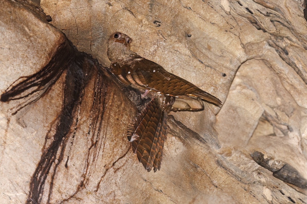 eBird Checklist - 8 Nov 2022 - Cueva del Condor - 18 species