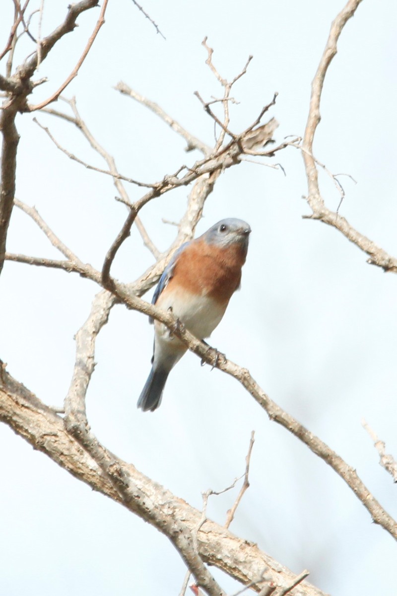 eBird Checklist - 1 Dec 2022 - Red Rock SP - 17 species