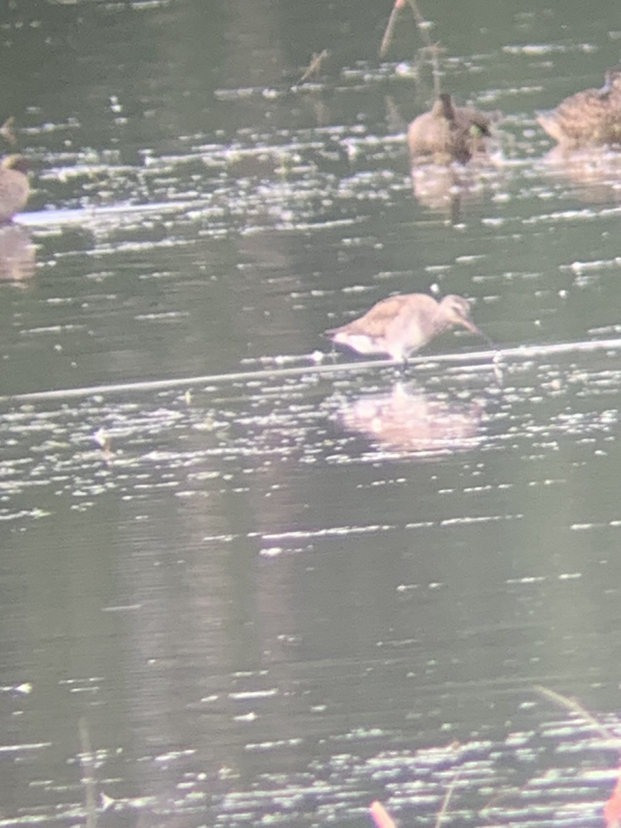 eBird Checklist - 30 Nov 2022 - Tomato Field - 27 species (+1 other taxa)