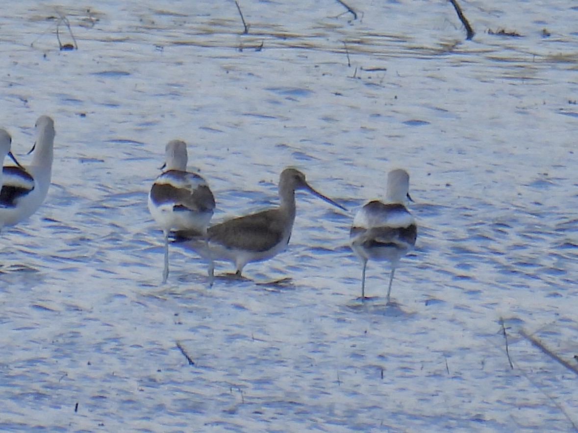 eBird Checklist - 1 Dec 2022 - Flooded Field Bird Sanctuary - 23 species