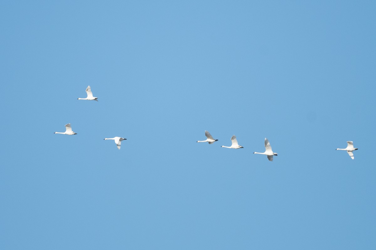 eBird Checklist - 17 Nov 2022 - Elk Neck SP--Turkey Pt. - 44 species ...