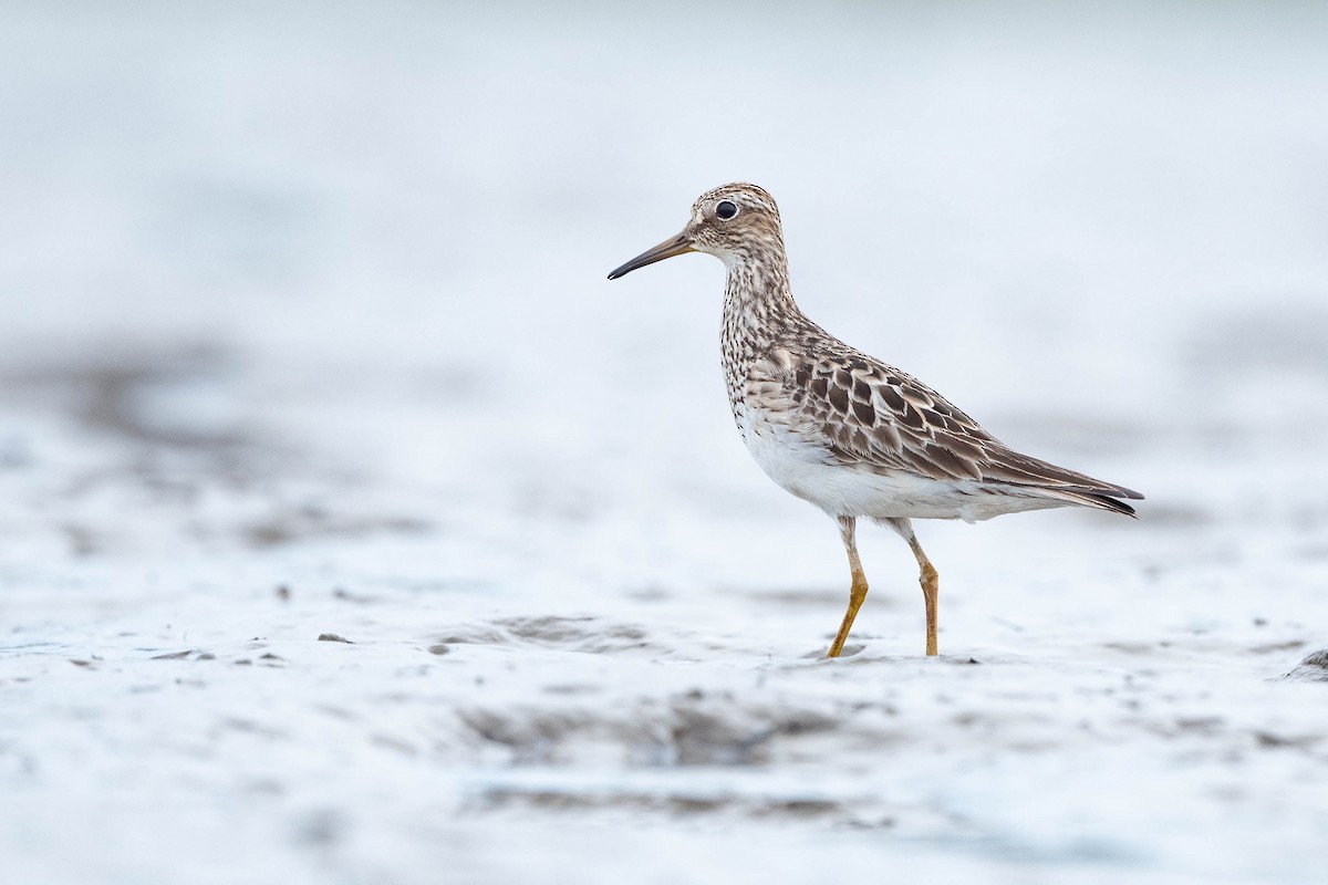 Maryland-DC Breeding Bird Atlas Checklist - 25 Aug 2022 - Elk River ...