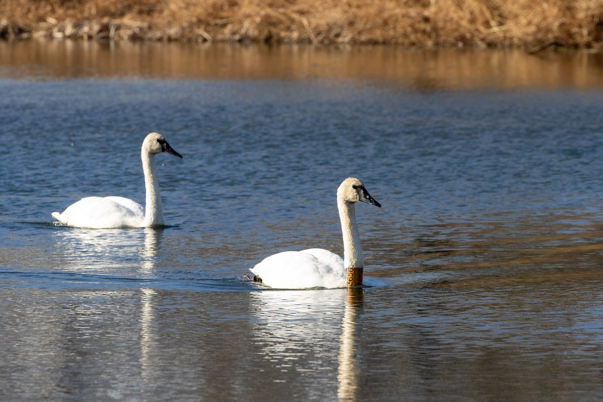 eBird Checklist - 1 Dec 2022 - Turner pond, Sky Meadows State Park ...