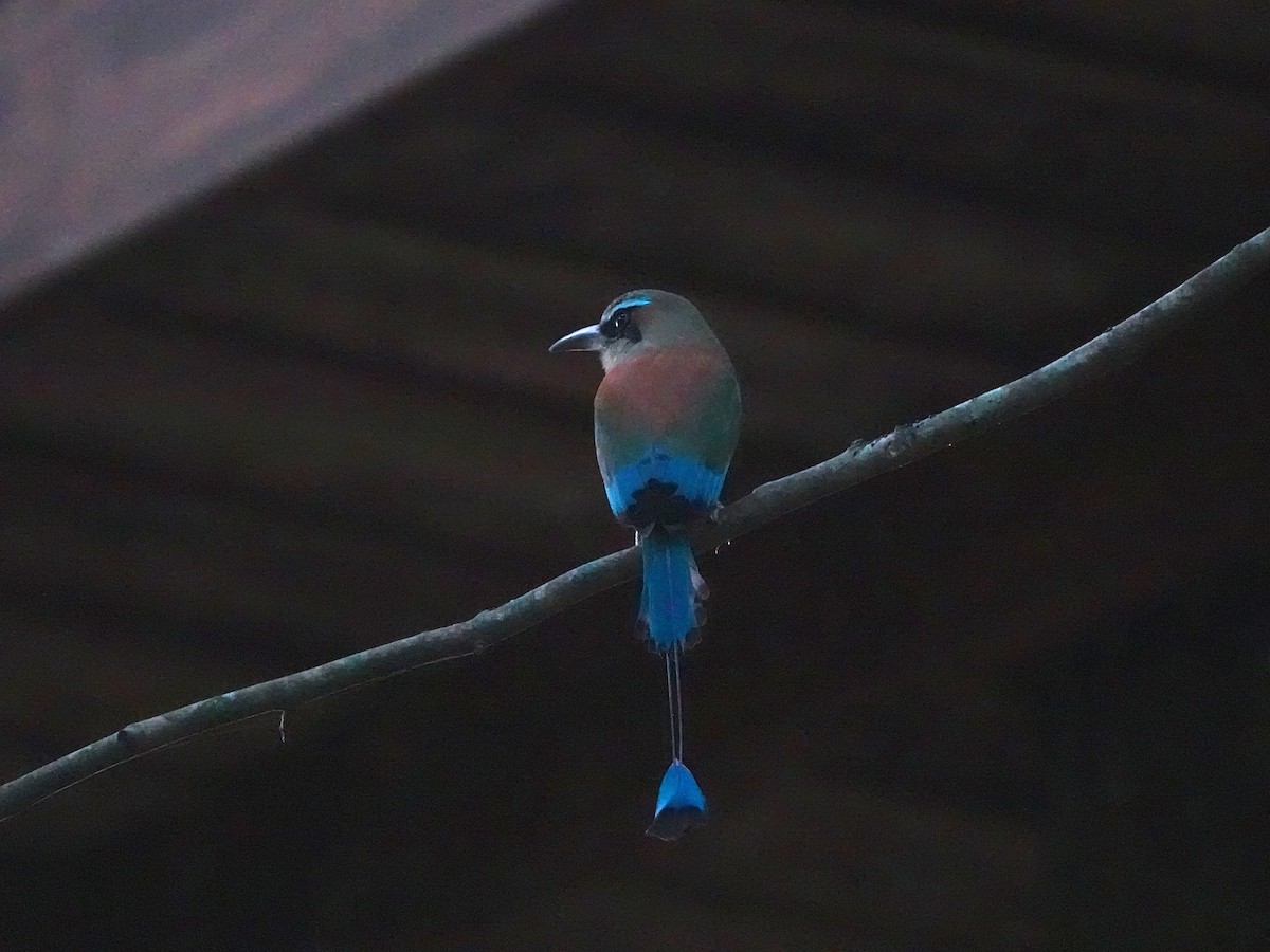 eBird Checklist - 28 Feb 2022 - El Tercer Dia - 45 species