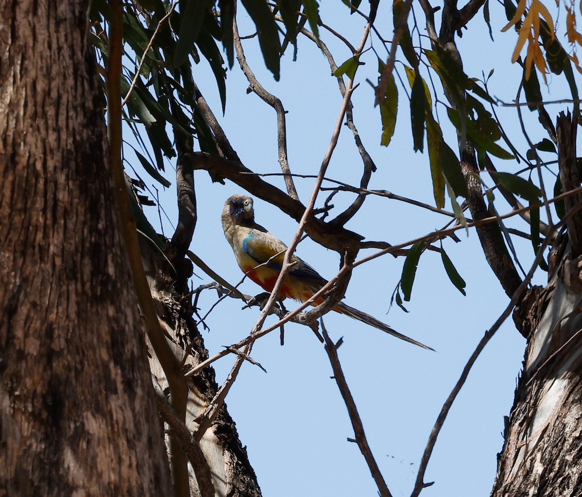 eBird Checklist - 19 Nov 2022 - Dthinna Dthinnawan National Park - 11 ... eBird Checklist - 19 Nov 2022 - Dthinna Dthinnawan National Park - 11 ...