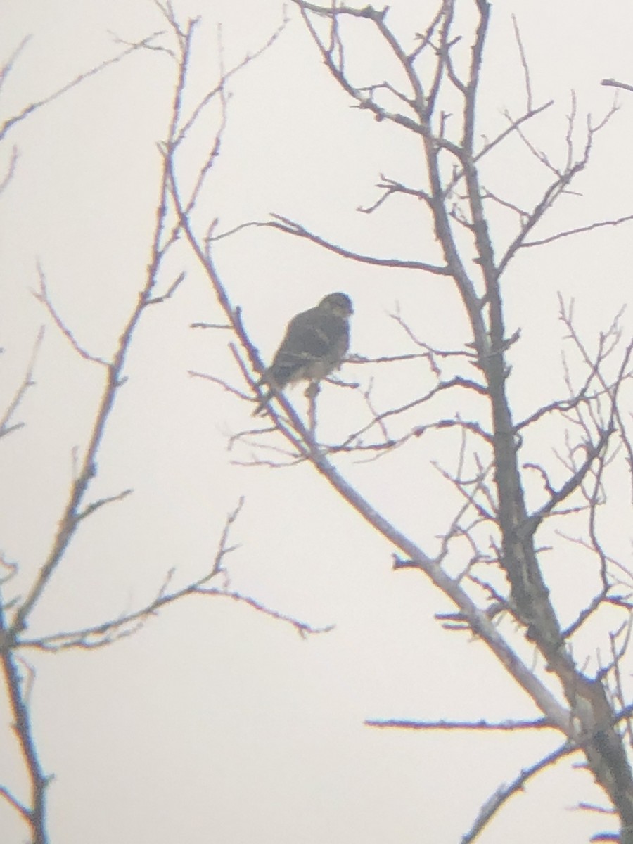 eBird Checklist - 2 Dec 2022 - Arcadia Lake--Spring Creek Park - 27 species