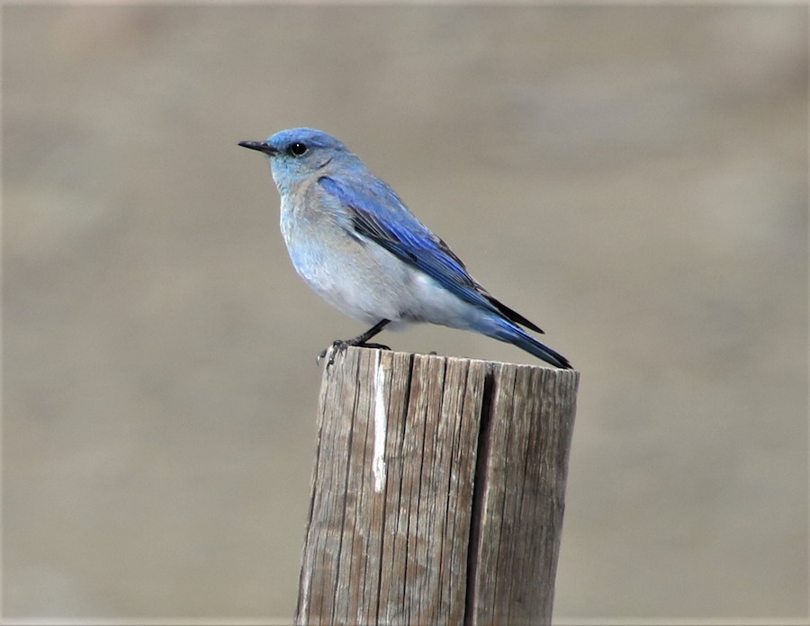 Eastern x Mountain Bluebird (hybrid) - eBird