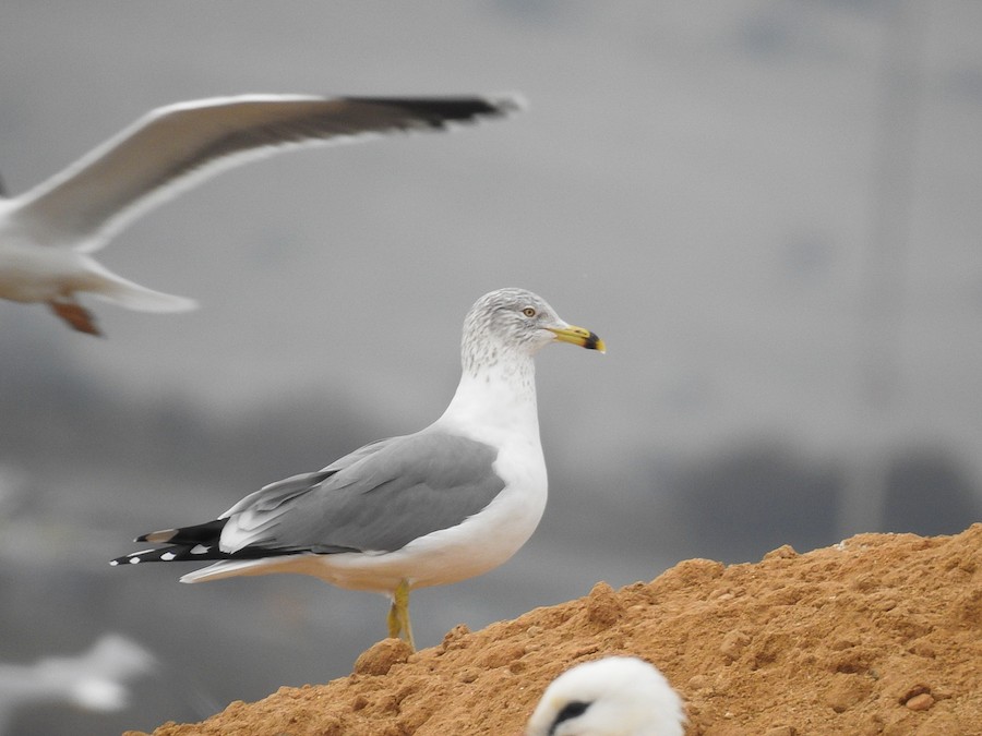 Ring-billed x Lesser Black-backed Gull (hybrid) - eBird