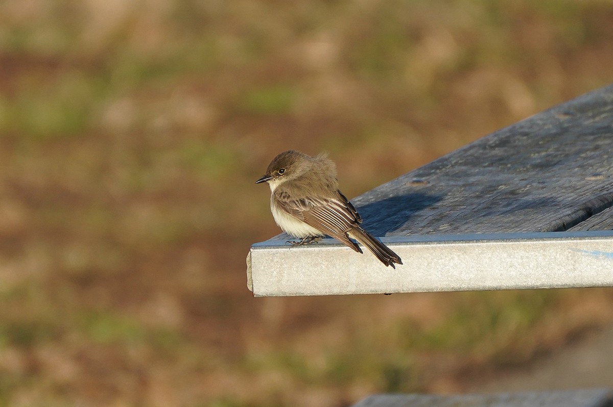 eBird Checklist - 2 Dec 2022 - Rodeo Lagoon - 53 species