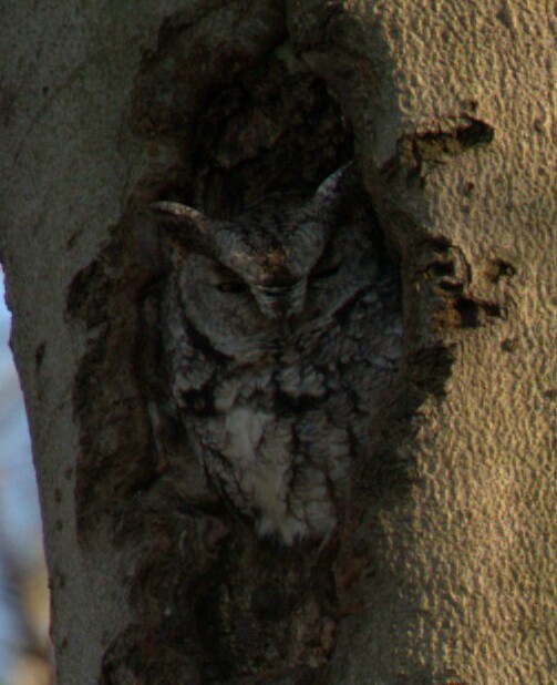 eBird Checklist - 1 Dec 2022 - Margaret Peak Nature Preserve - 7 species
