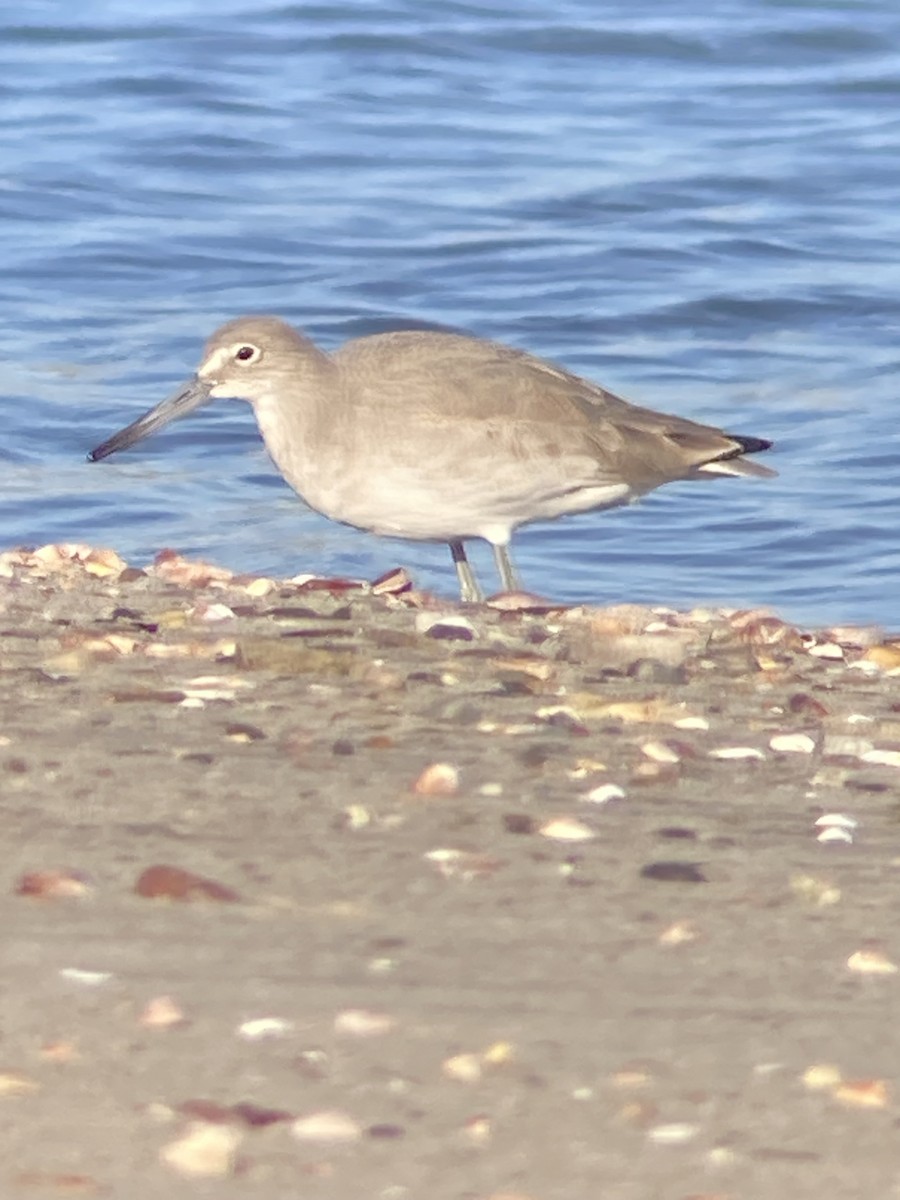 eBird Checklist - 2 Dec 2022 - Forest Beach and Conservation Lands ...