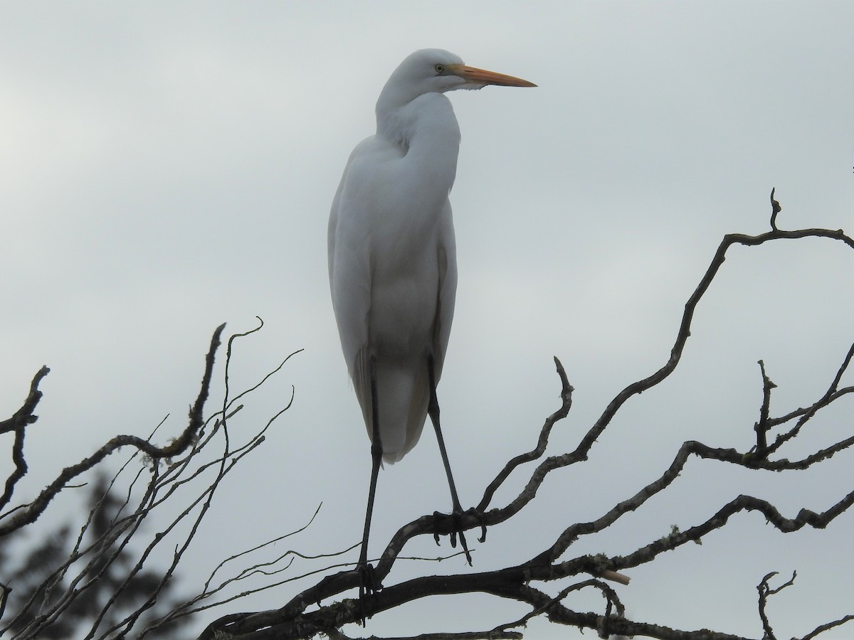 eBird Checklist - 2 Dec 2022 - Brown's Ferry Park - 28 species