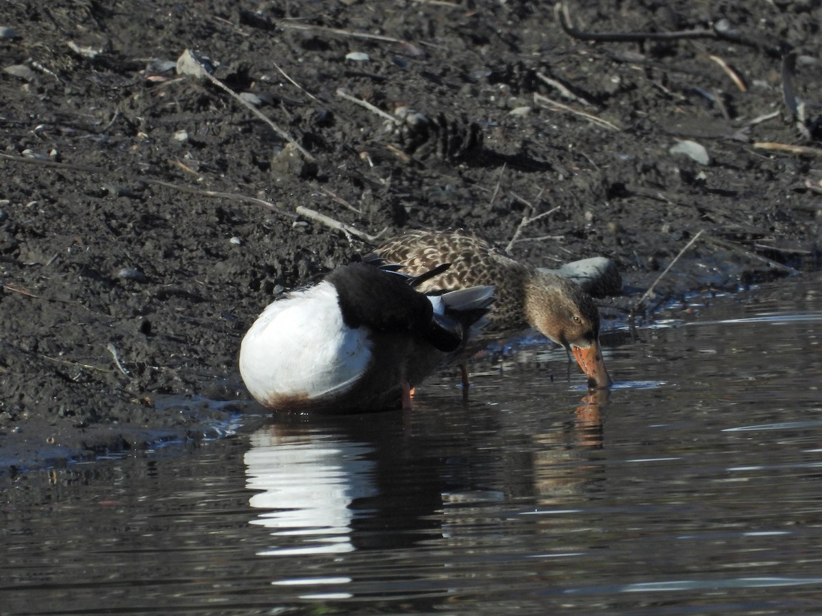 eBird Checklist - 2 Dec 2022 - Oka Ponds - 57 species (+1 other taxa)