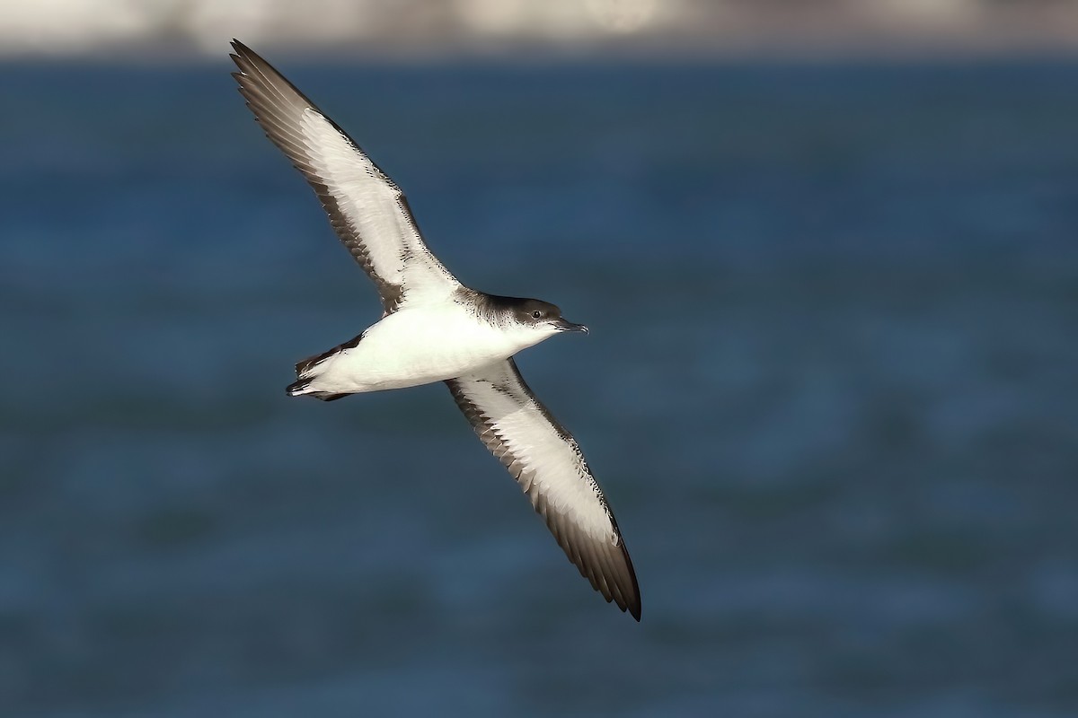 Manx Shearwater - Puffinus puffinus - Birds of the World