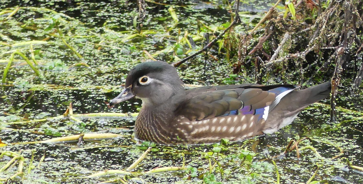 eBird Checklist - 2 Dec 2022 - Prescott Preserve (includes former ...